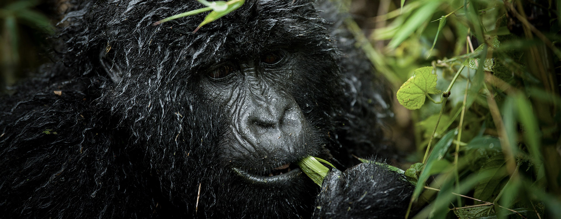 Rwanda Safaris - Dillar Tours & Travel